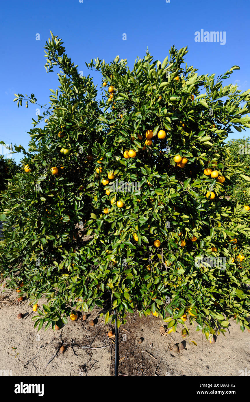 Orange lake florida hi-res stock photography and images - Alamy