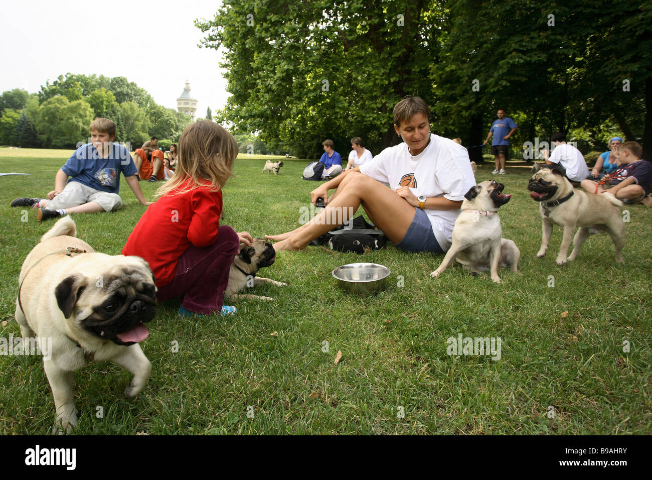 People with their pugs in a park on the Margaret Island in Budapest ...