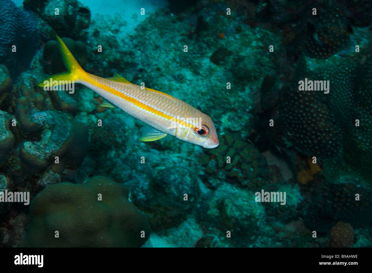 Yellow Goatfish Mulloidichthys martinicus with coral in background ...