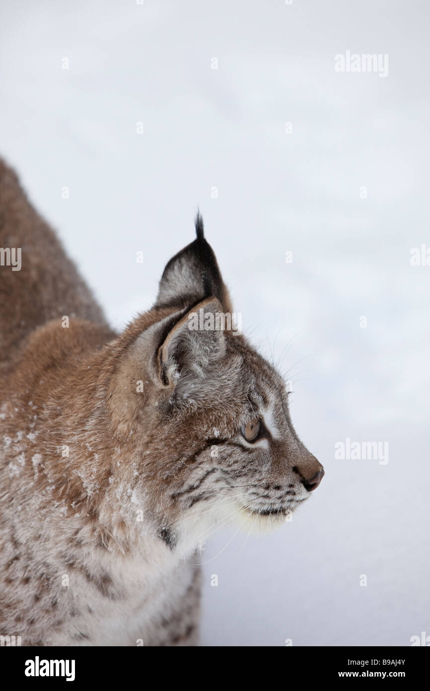 Siberian Lunx Ear Tuffs Stock Photo - Alamy