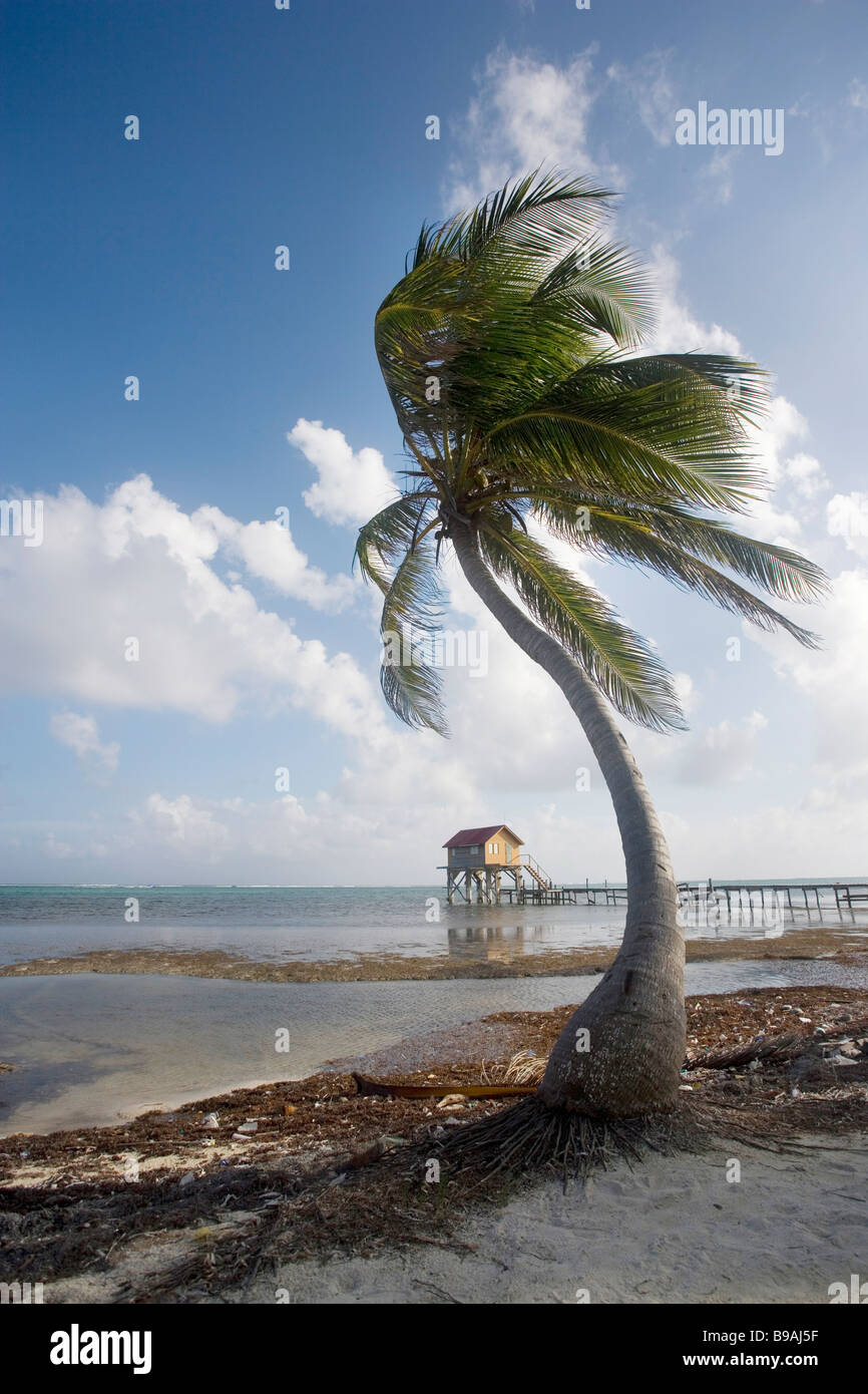 Palm tree blowing in the late afternoon breeze along the shore with a ...