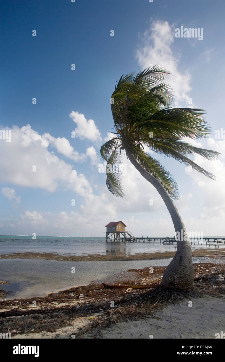 Palm tree blowing in the late afternoon breeze along the shore with a ...