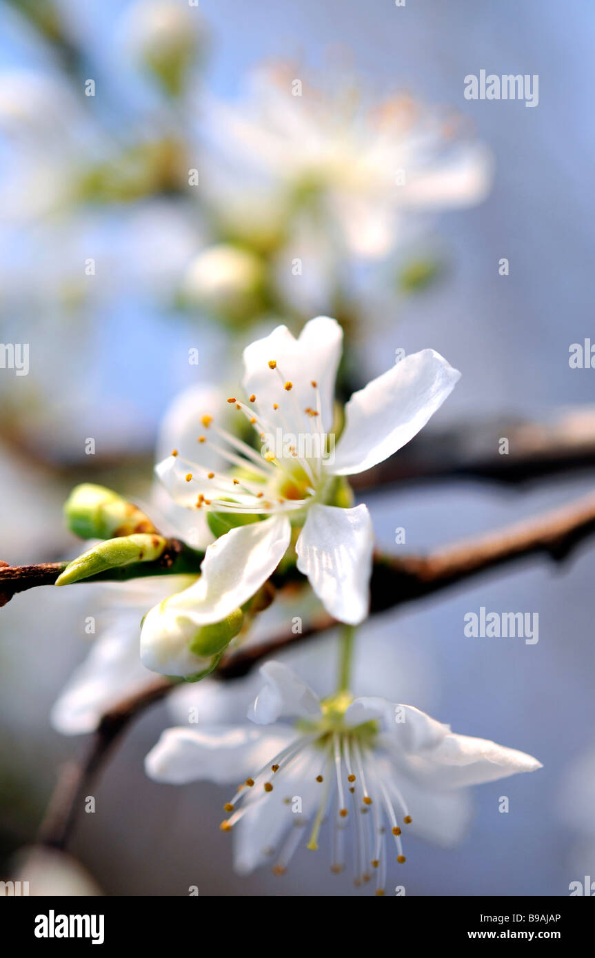 cherry blossom close up white tree spring Stock Photo - Alamy