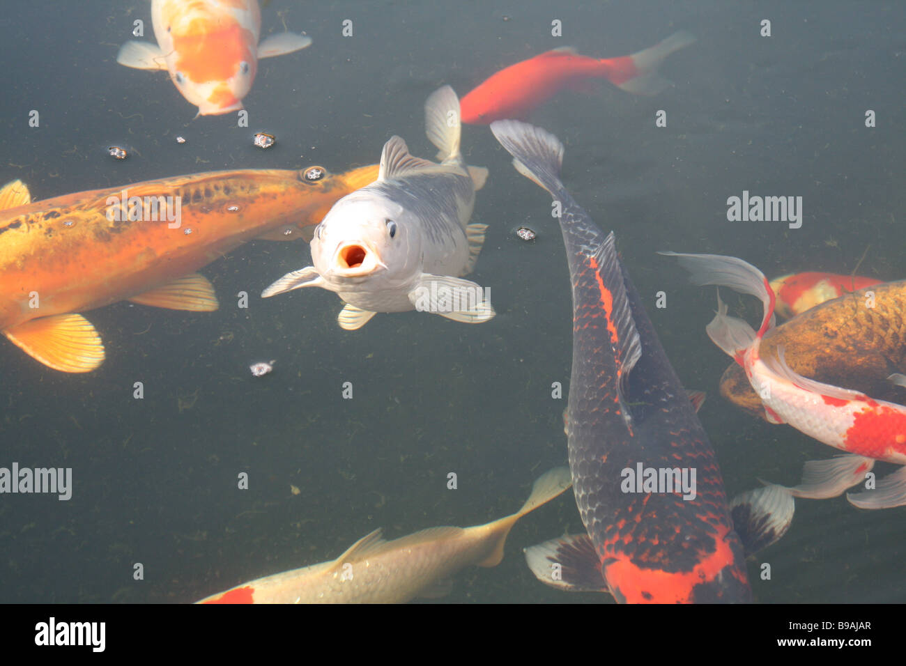 Koi carp feeding Stock Photo - Alamy