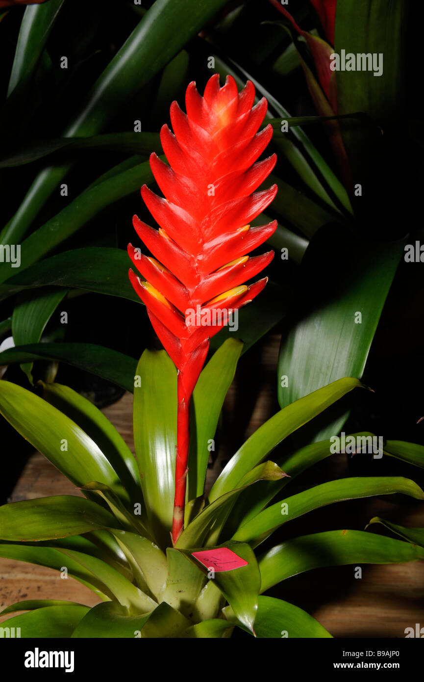 Red Hybrid Flowers on Display at Florida State Fairgrounds Tampa Stock ...