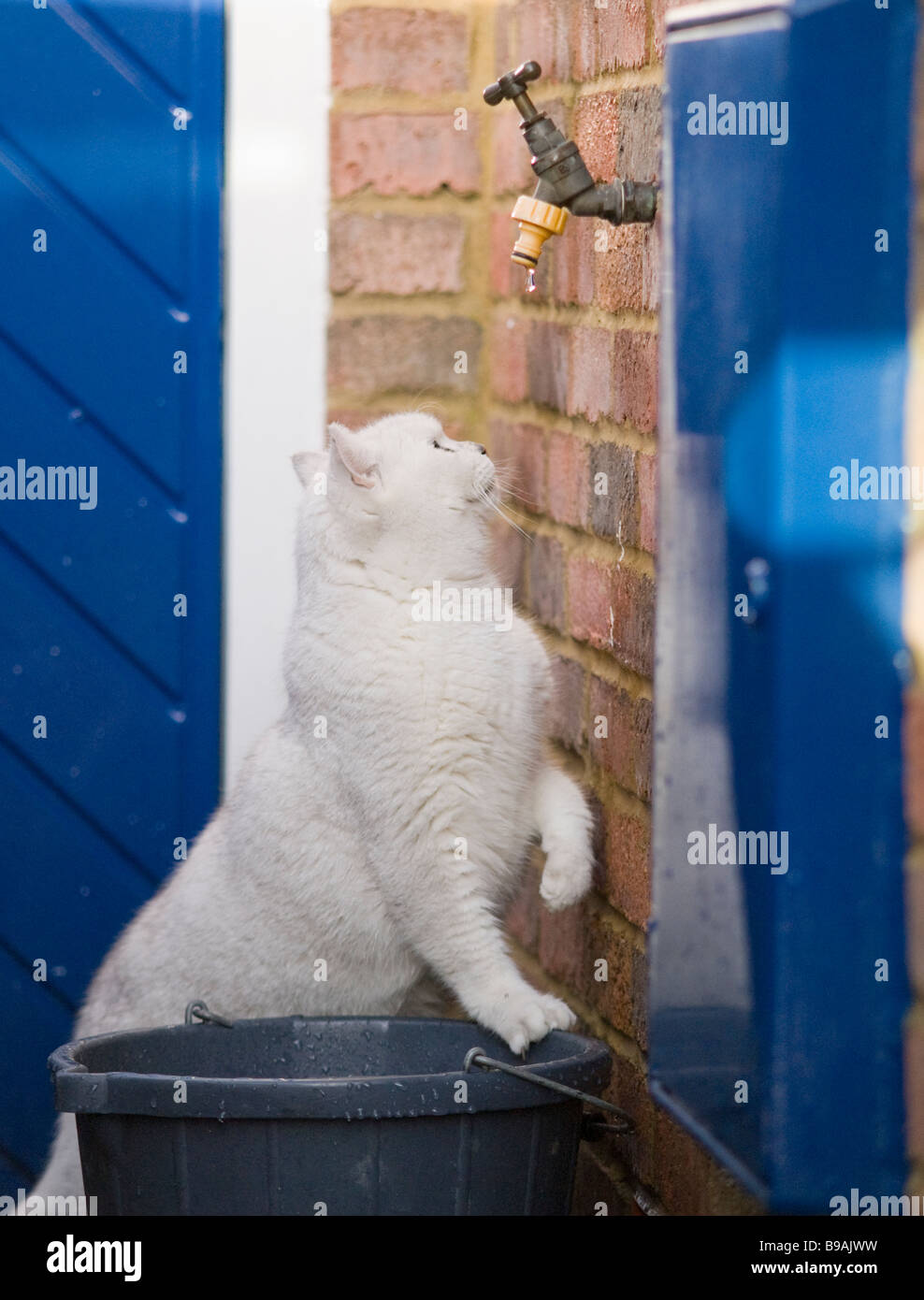 British short hair silver tipped cat drinking from an outside tap Stock ...