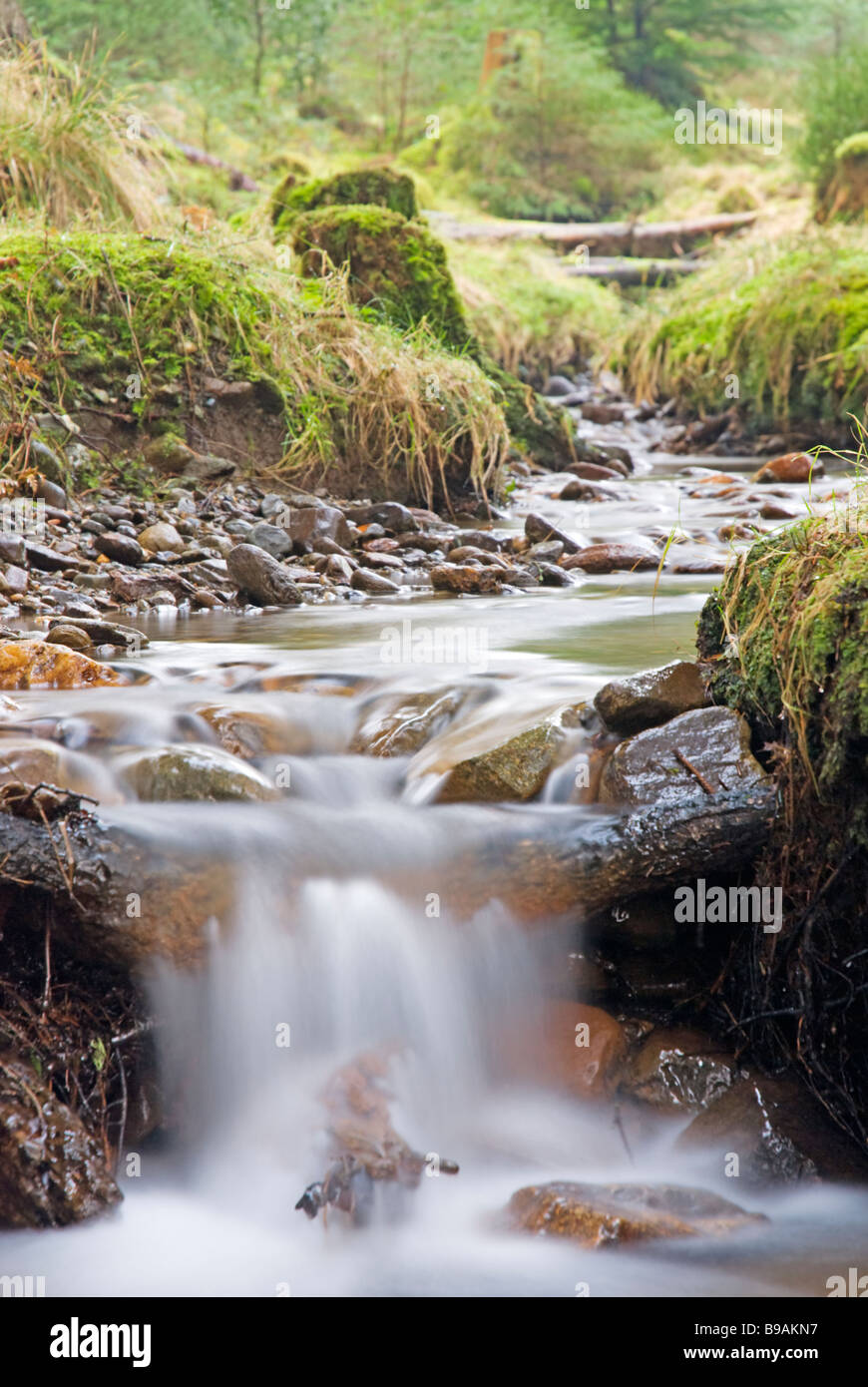 Strathyre Forest High Resolution Stock Photography and Images - Alamy