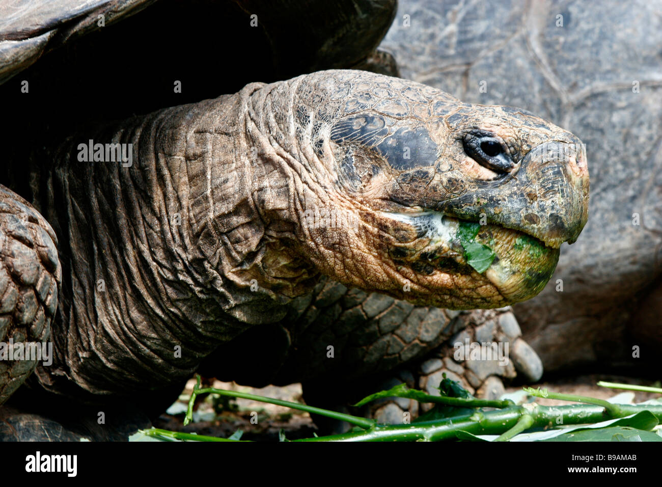 Giant Tortoise Charles Darwin Research station Galapagos Ecuador Stock ...
