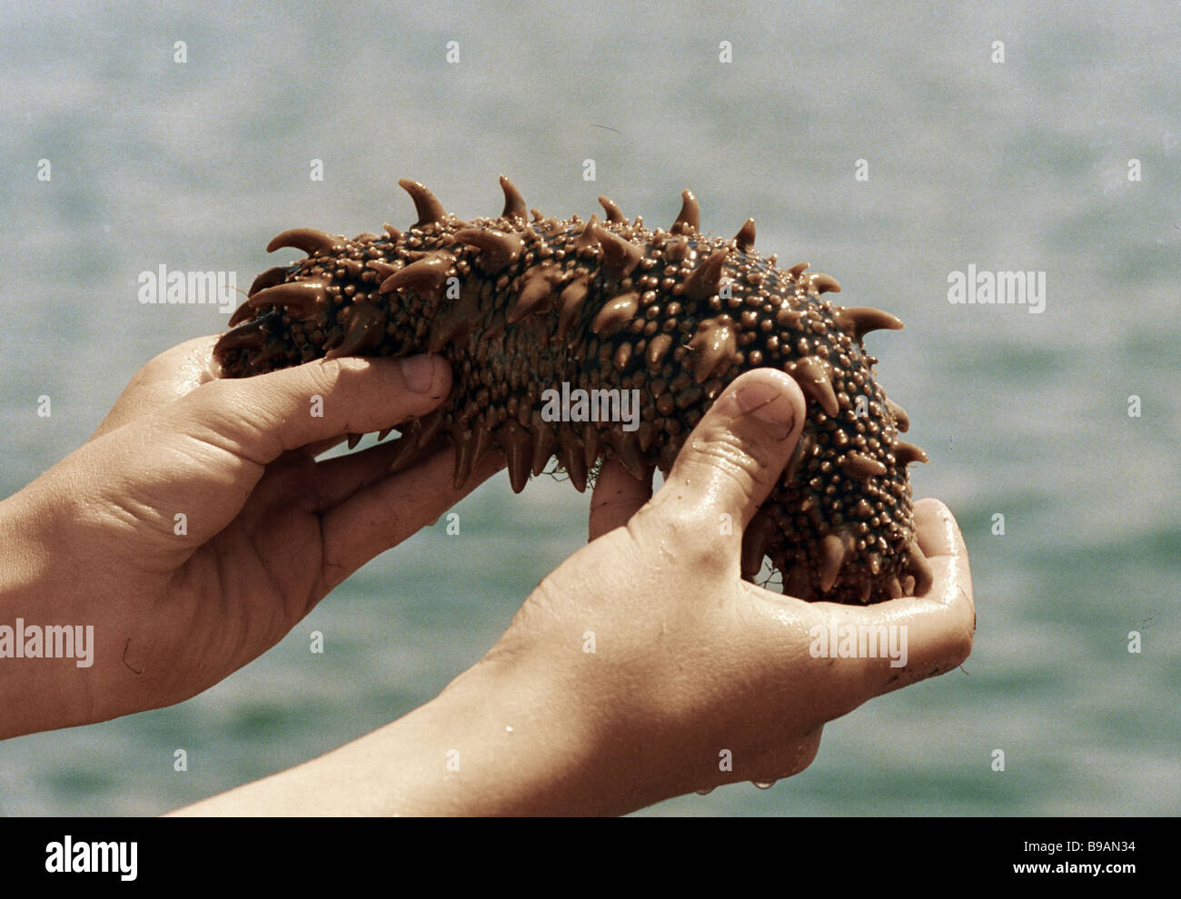 A trepang sea cucumber caught in Sakhalin Russian Far East Stock Photo ...