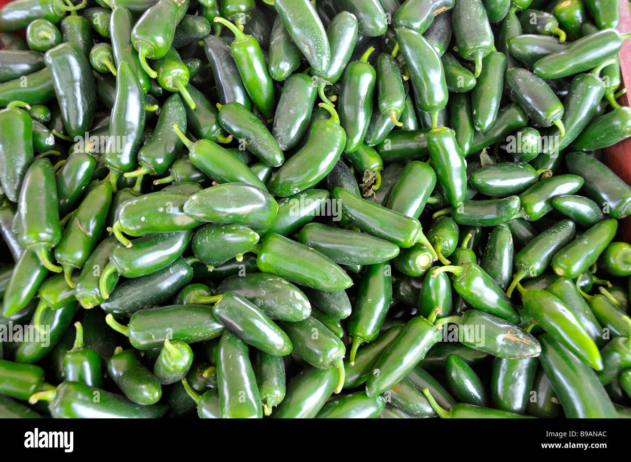 Hot green chili peppers Produce display at farmer s flea market florida ...