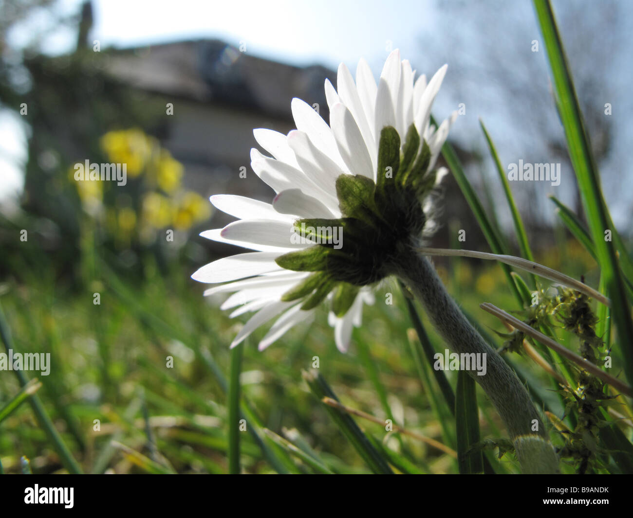 The back of a daisy in the sun Stock Photo - Alamy