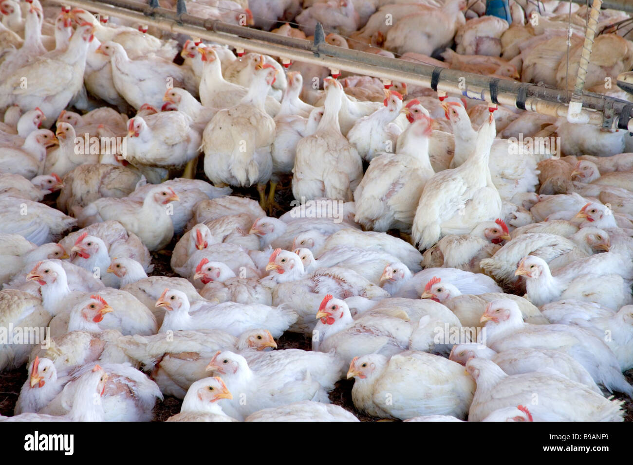 Chicken hen hens alive fowl meat ranch poultry animal hi-res stock ...