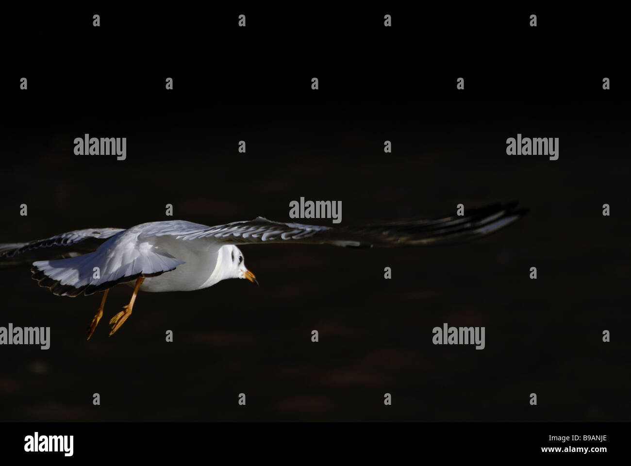 A common gull gliding with dark background Stock Photo - Alamy
