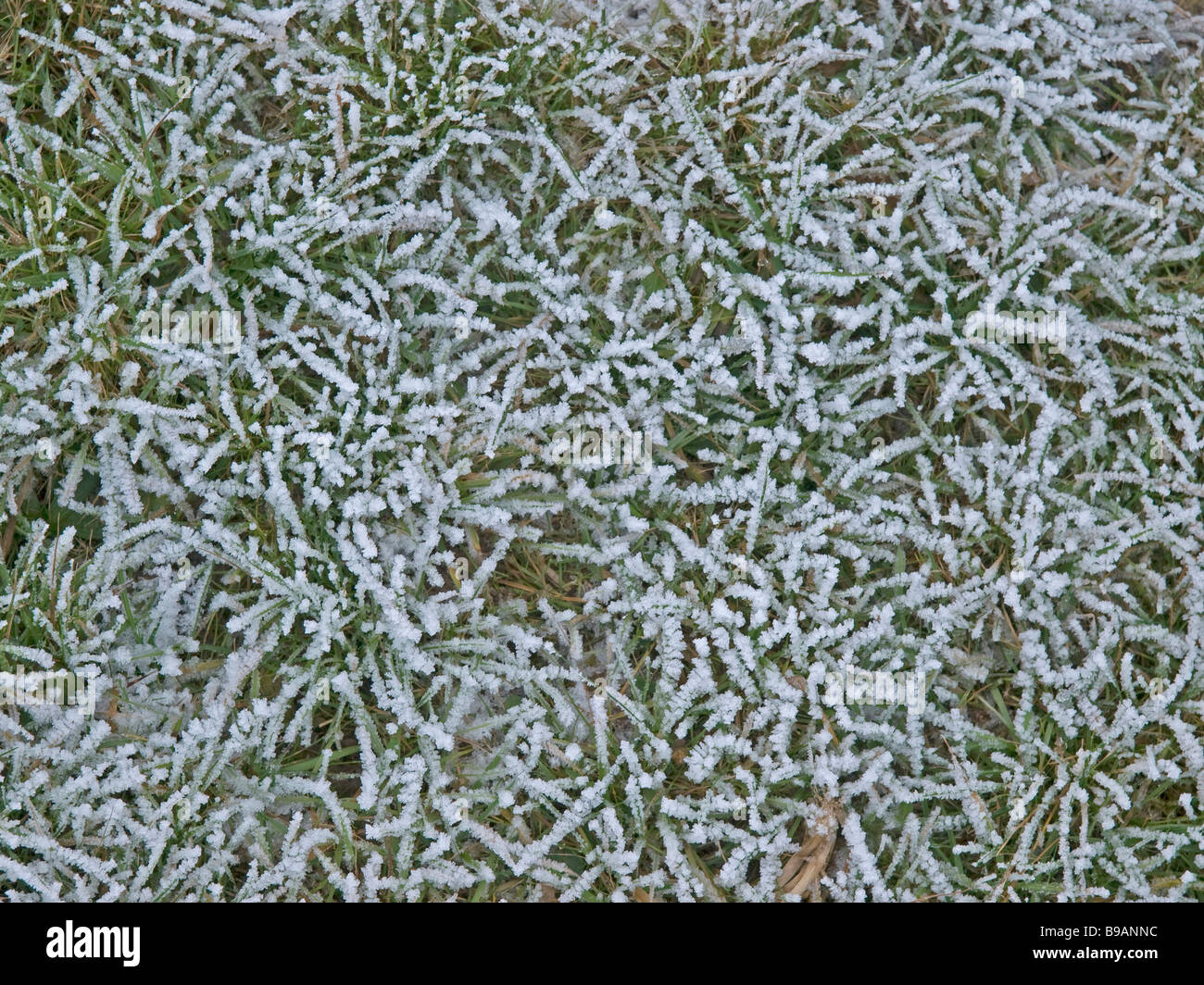 Freezed nature hi-res stock photography and images - Alamy