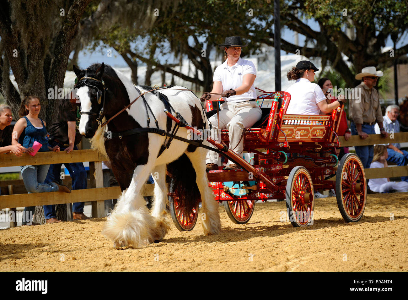 Gypsy horse exhibition at Florida State Fairgrounds Tampa Stock Photo ...
