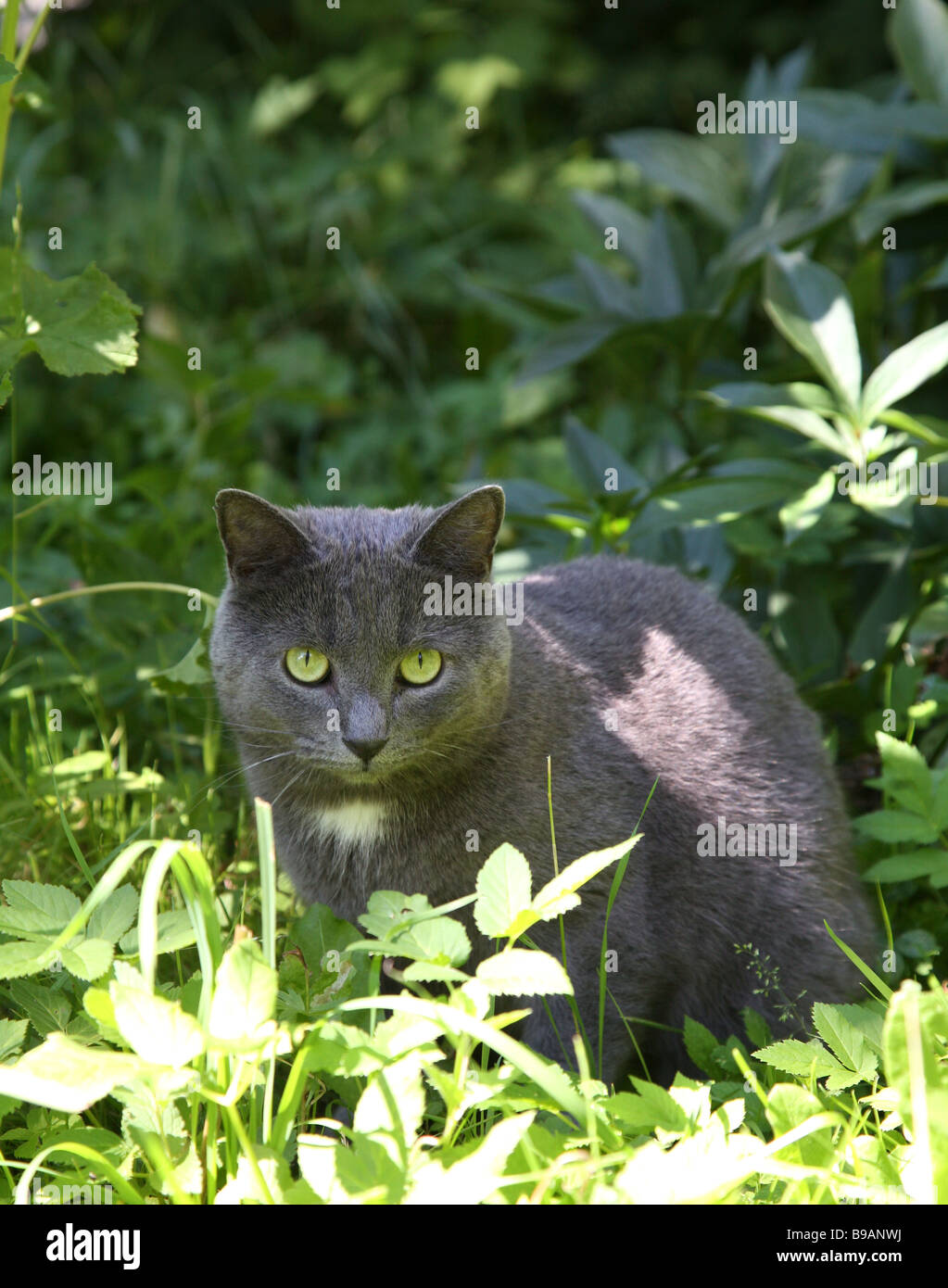 Russian Blue cat in a garden Stock Photo - Alamy