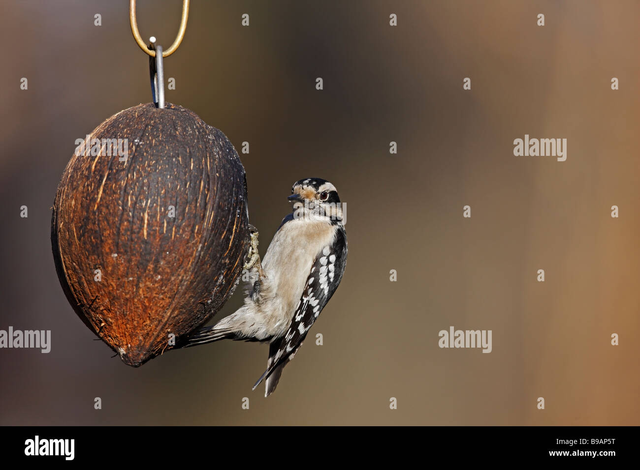 Coconut bird feeder hi-res stock photography and images - Alamy