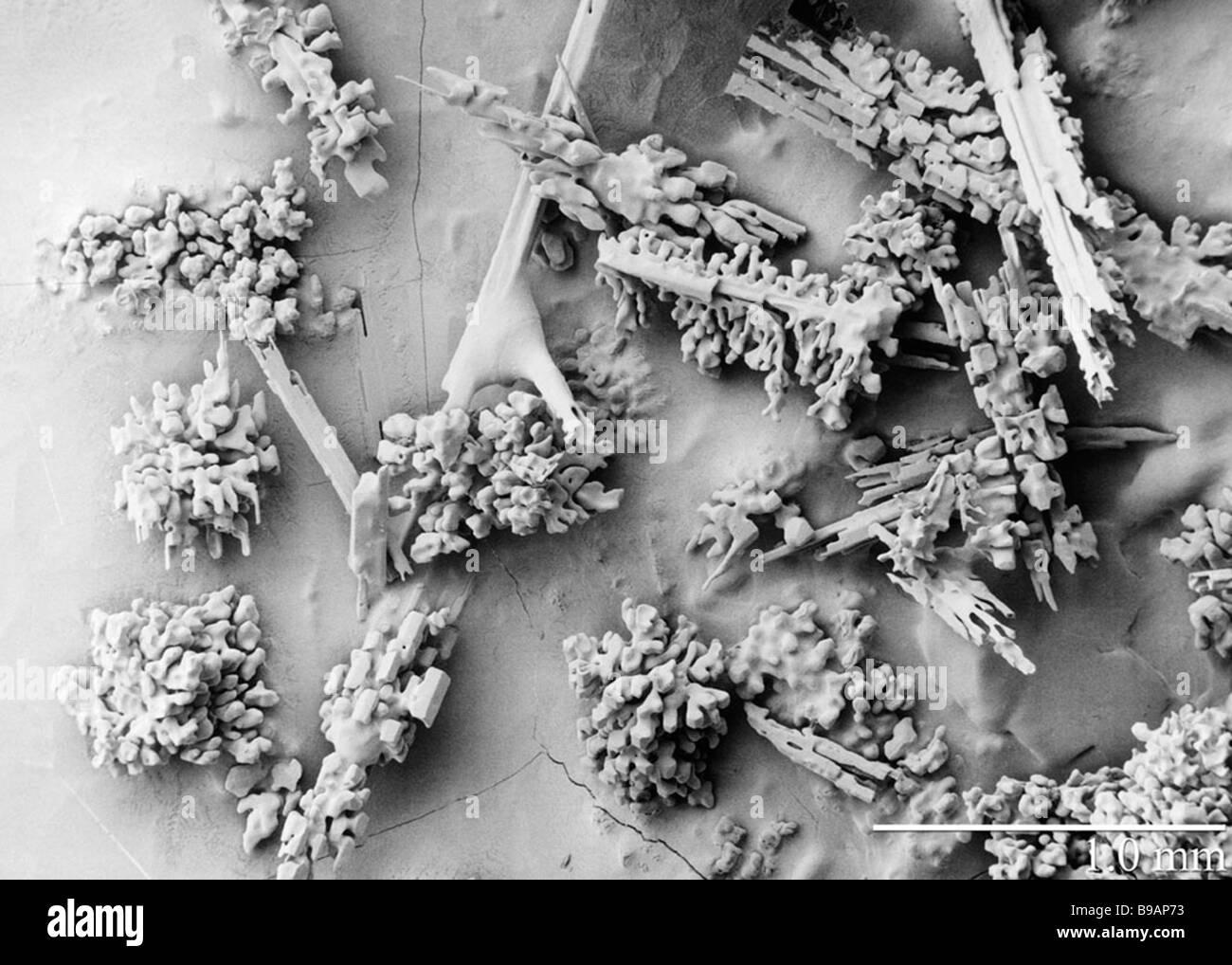 Ice Crystal Microscope Stock Photos & Ice Crystal Microscope Stock ...