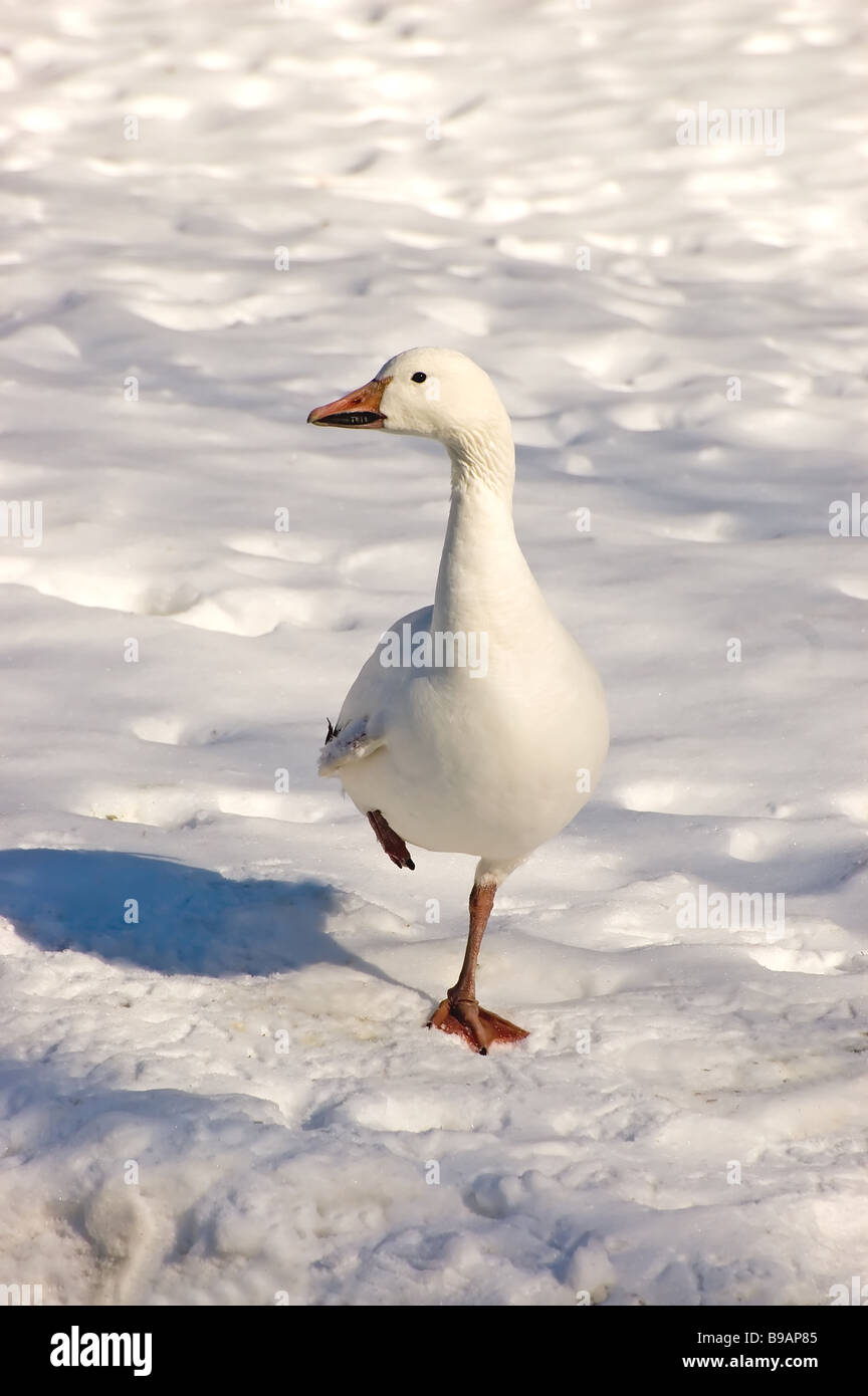 One leg standing goose hi-res stock photography and images - Alamy