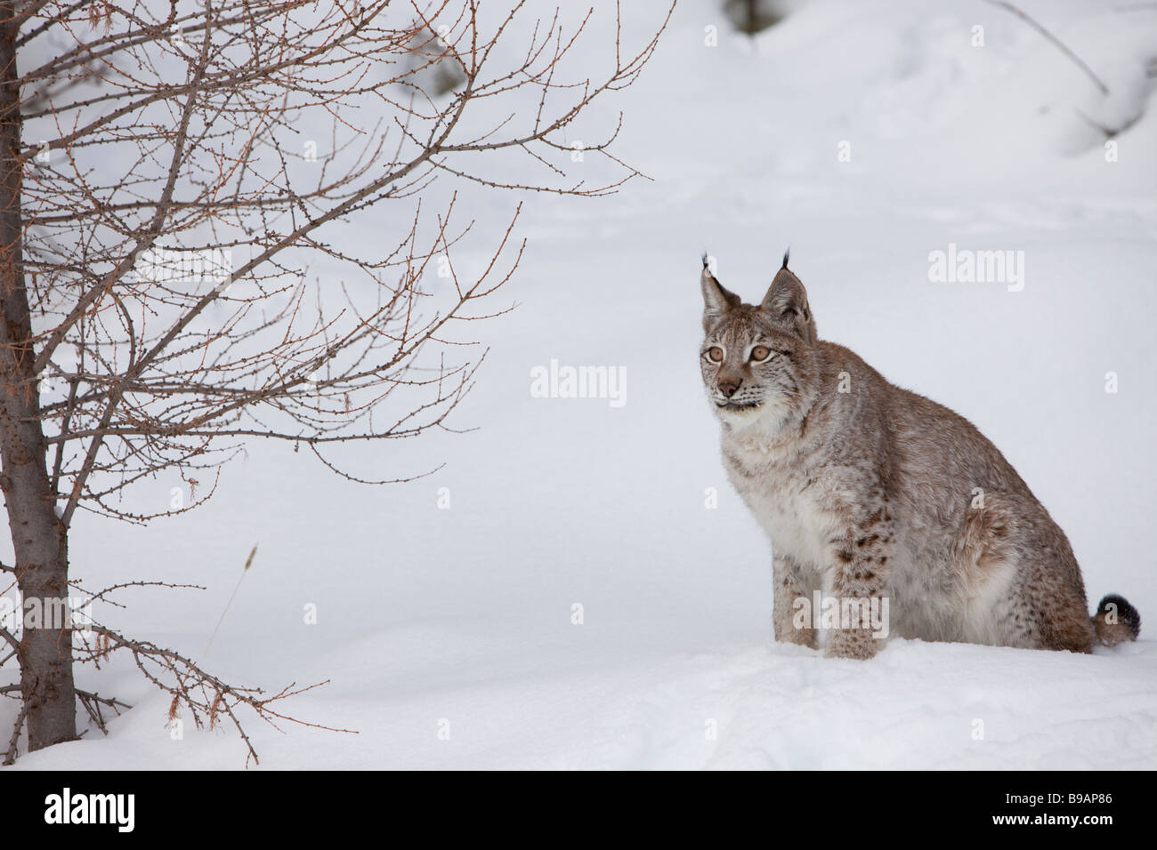 Siberian Lynx Resting on Paws Stock Photo - Alamy