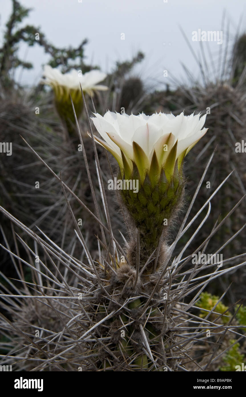 Blooming Cactus,Atacama Desert Chile,Succulent Plants, Cactus Stock ...