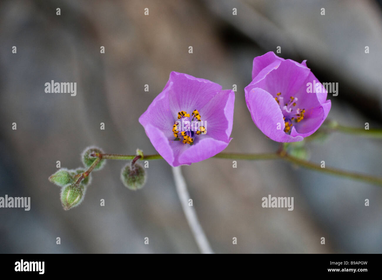 Flower in the Atacama Desert, wildflower Blooming Desert Chile Stock ...