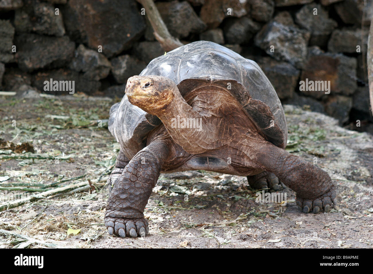 Giant Tortoise Charles Darwin Research station Galapagos Ecuador Stock ...
