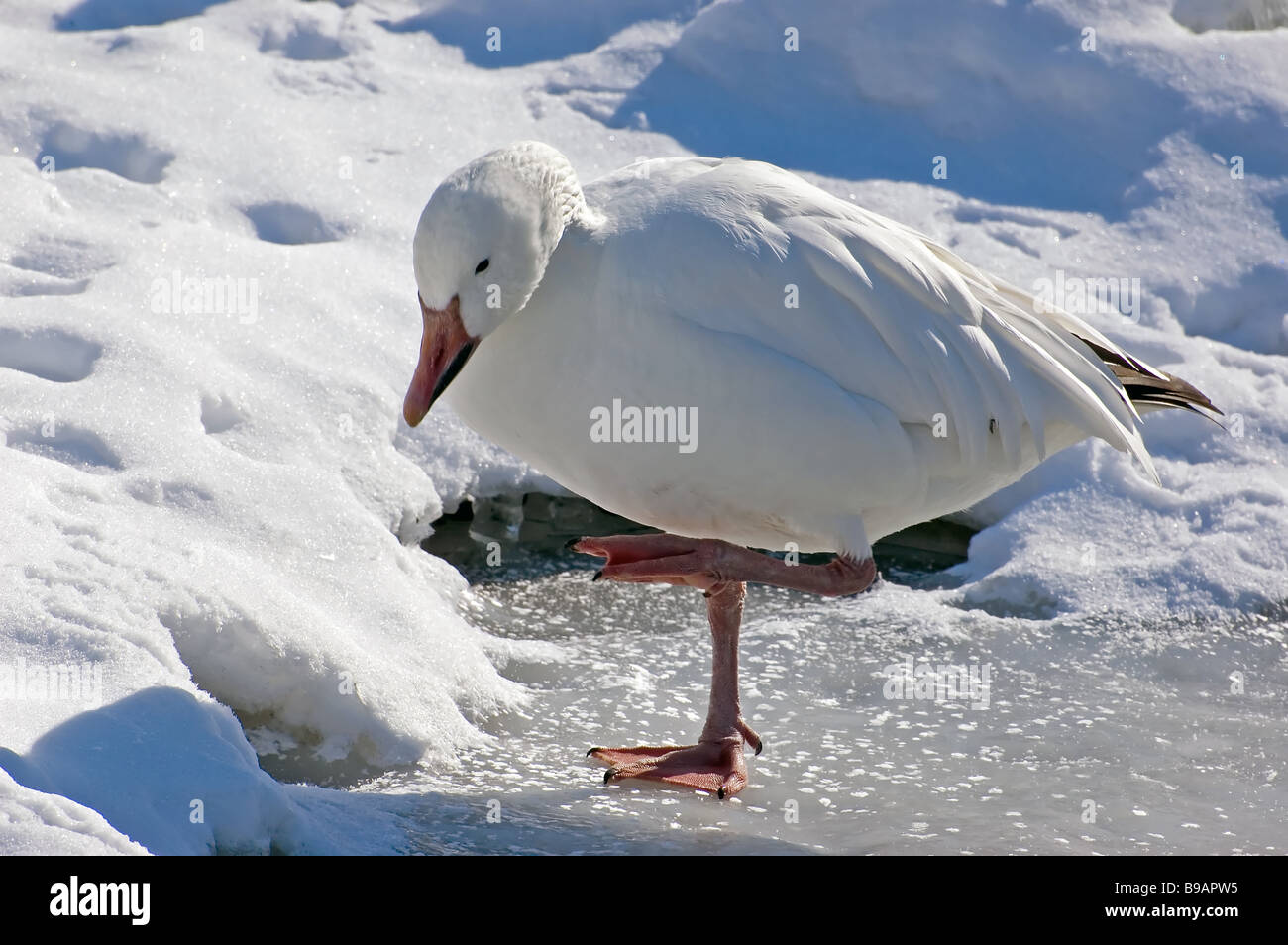 Goose in winter hi-res stock photography and images - Alamy