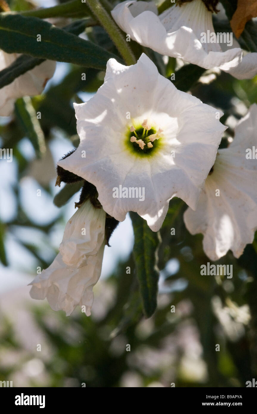 Cordia decandra hi-res stock photography and images - Alamy