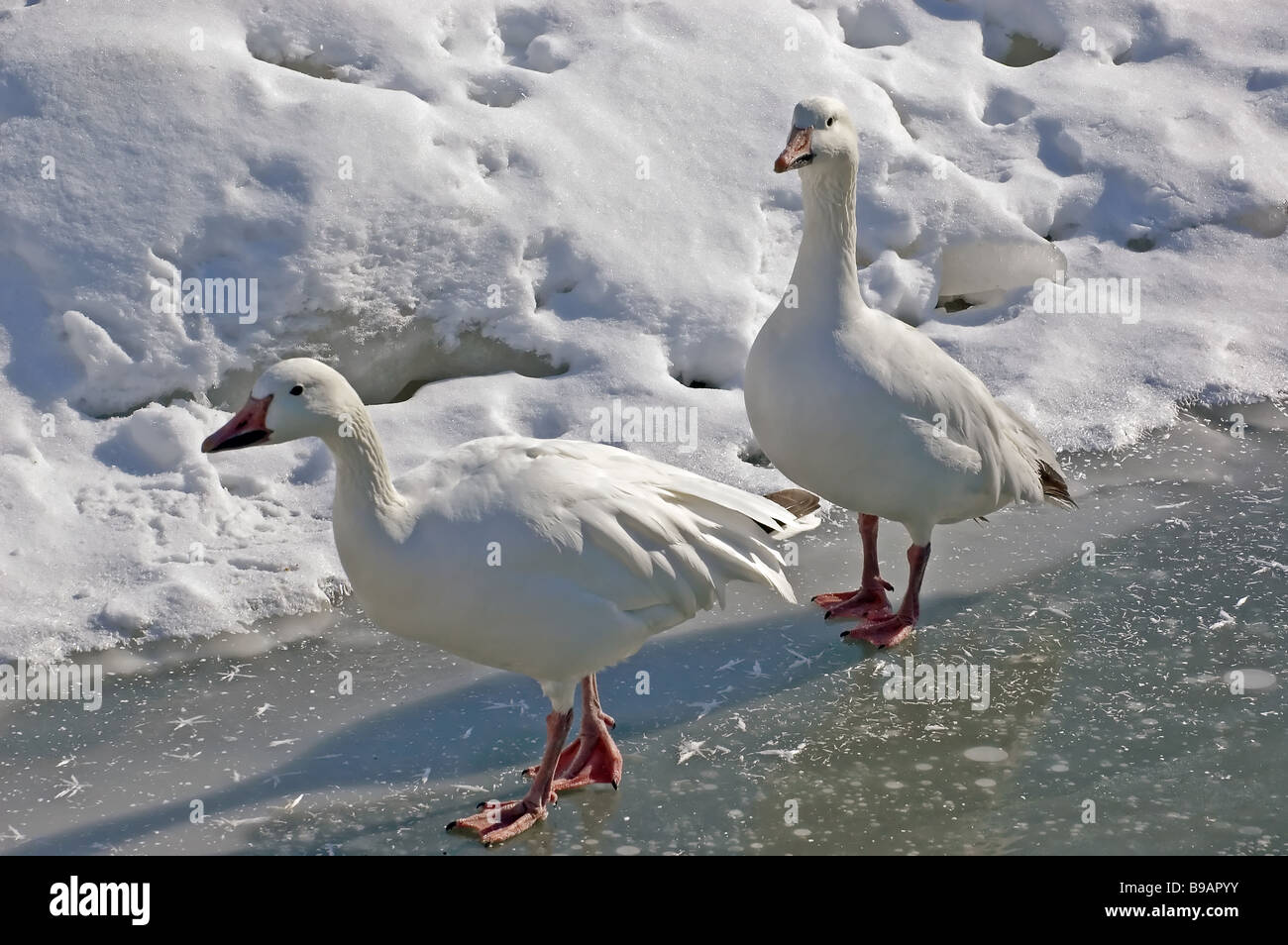 A pair of Snow Geese walking on ice Stock Photo - Alamy
