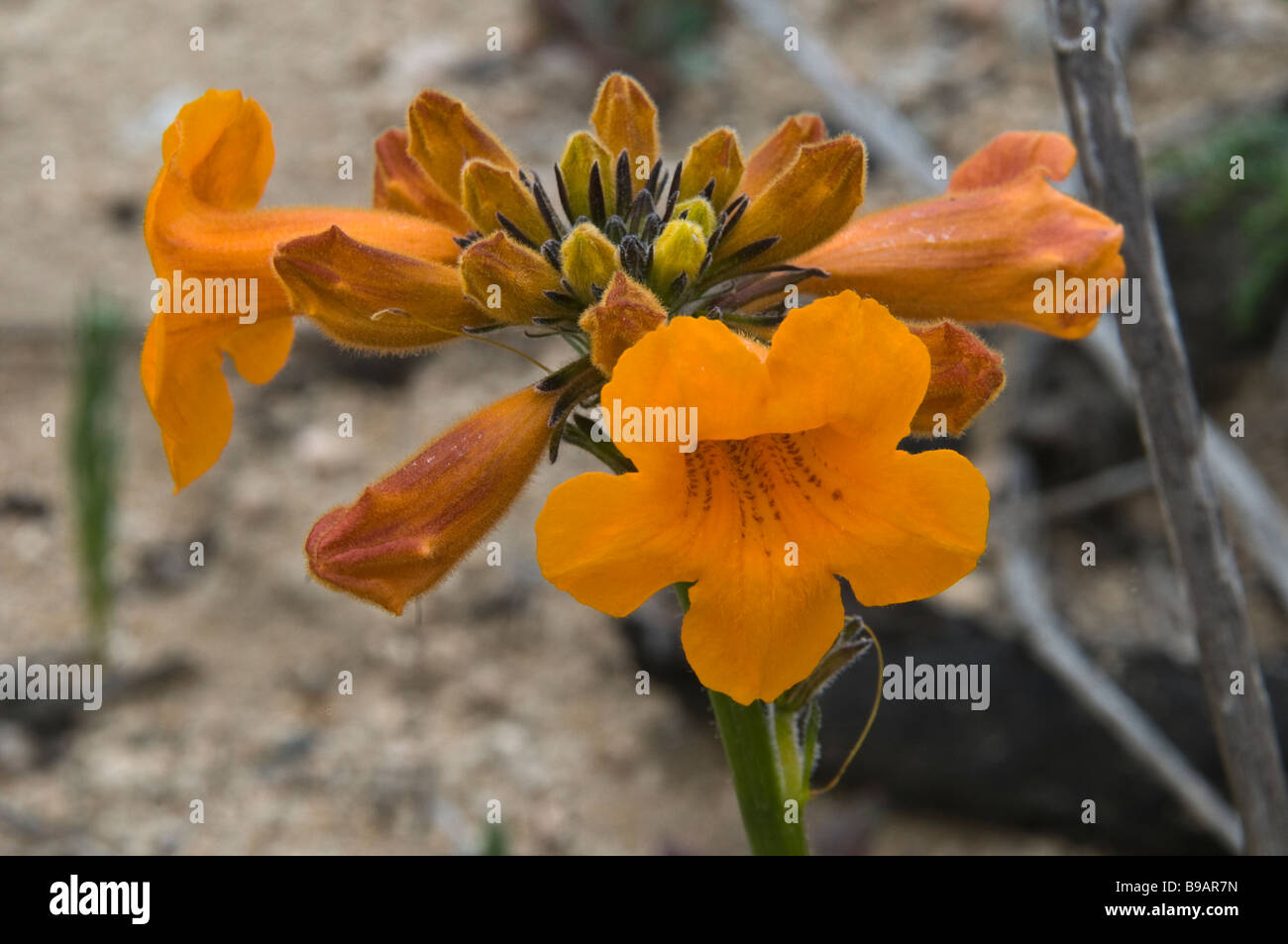 Argylia Radiata, Terciopelo Stock Photo - Alamy