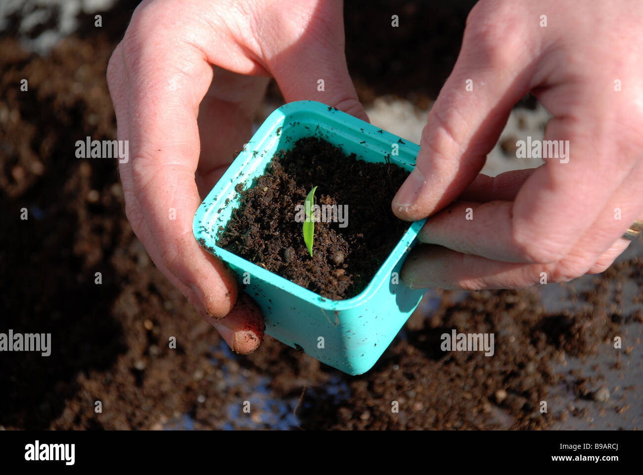 Replanting plants hi-res stock photography and images - Alamy