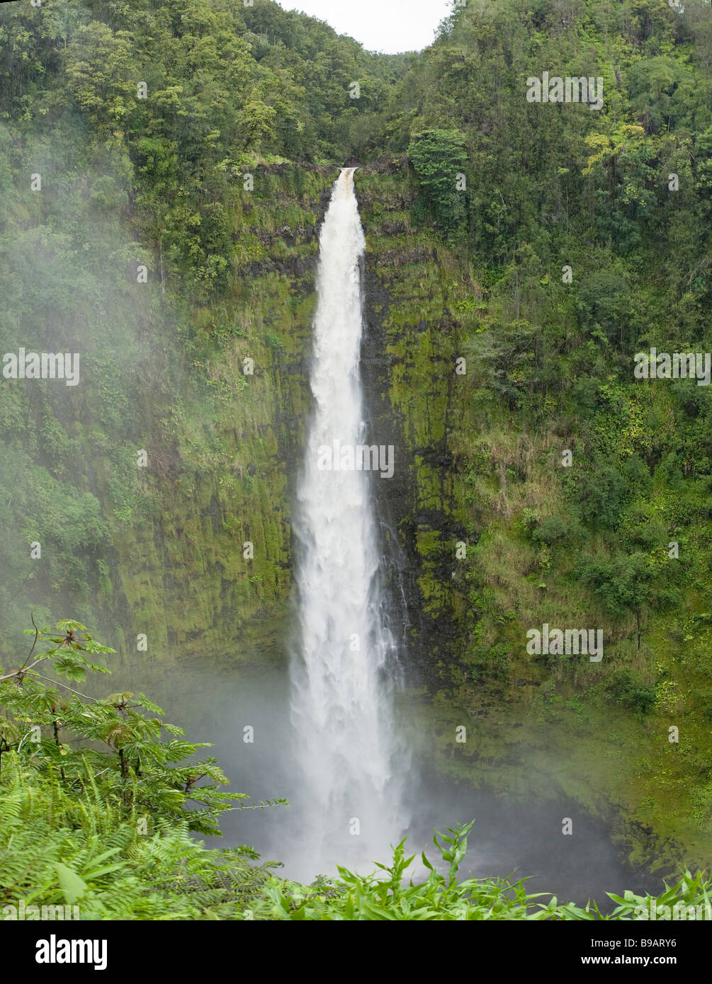 Akaka Falls and the Cliff Walls. Akaka Falls surrounded by lush ...