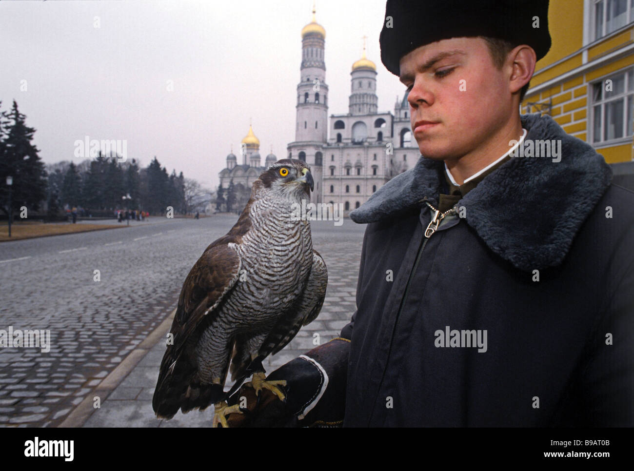 Tame birds of prey keep swarms of crows and pigeons away from the ...