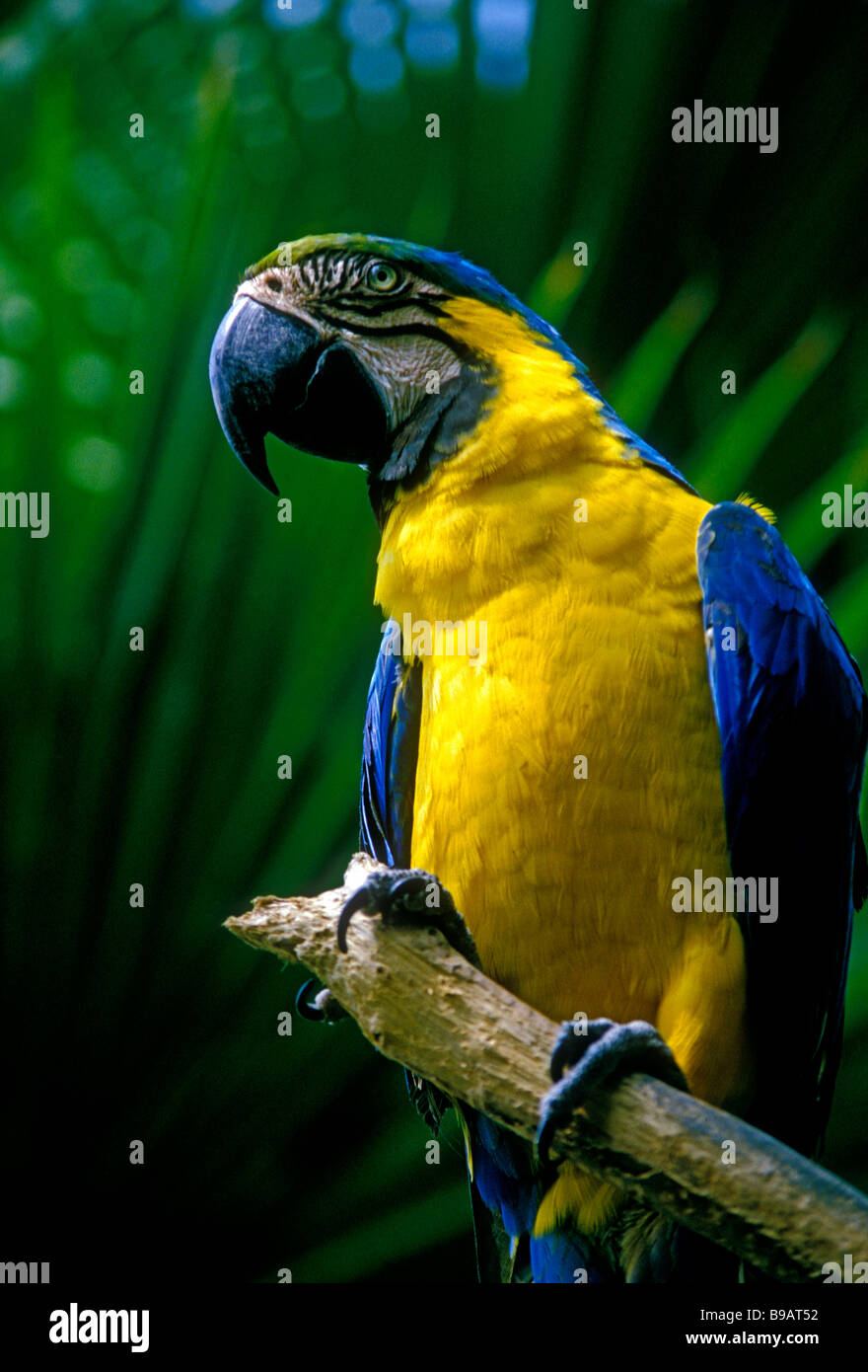 Birds of peru hi-res stock photography and images - Alamy