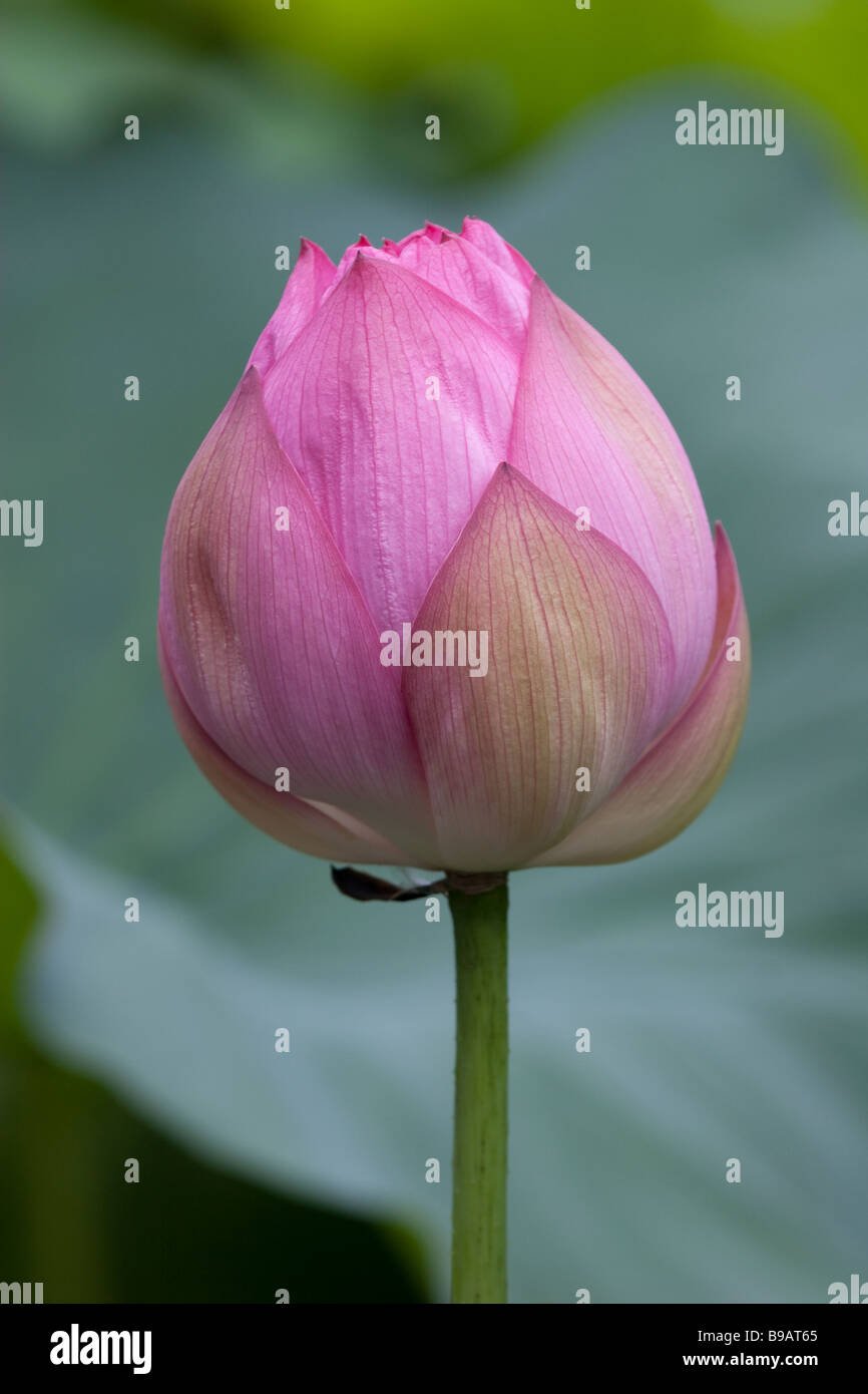Heavenly pure lotus bud Stock Photo - Alamy