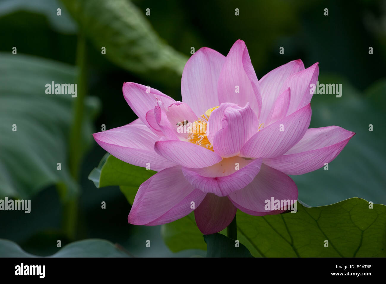 Full bloomed lotus hi-res stock photography and images - Alamy