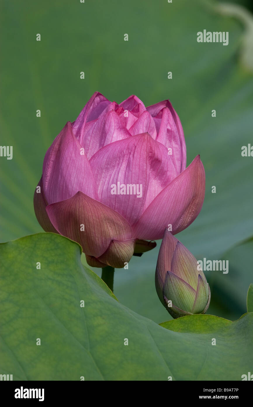 Young Lotus Flowers High Resolution Stock Photography and Images - Alamy