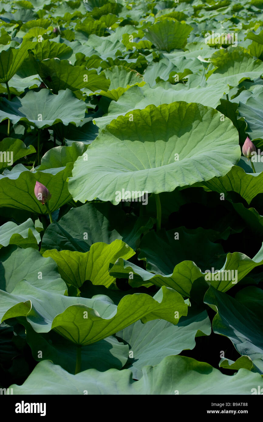 Green lotus leaves Stock Photo - Alamy