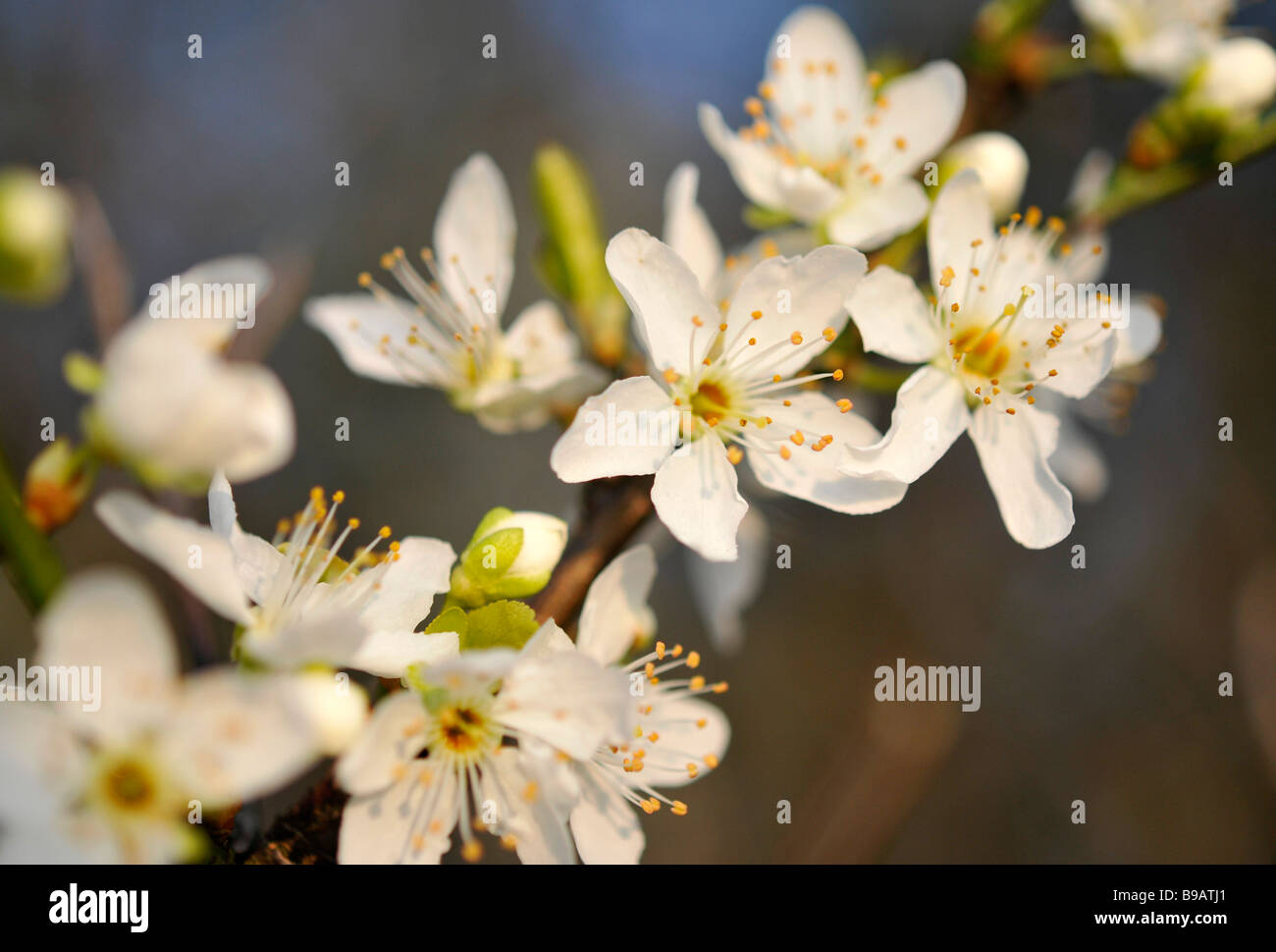 cherry blossom close up white tree spring Stock Photo - Alamy