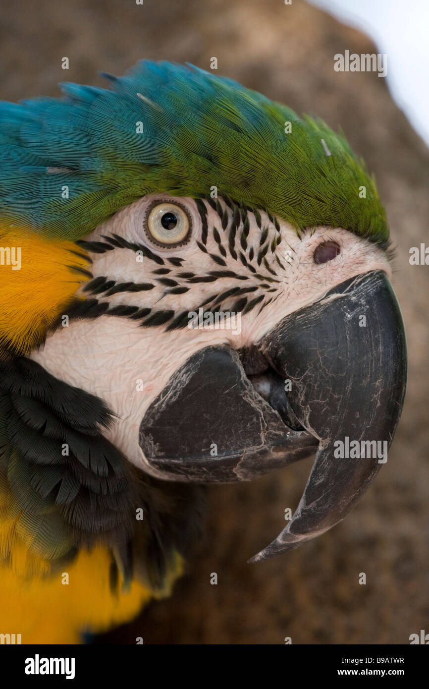 Blue-and-yellow Macaw's face in the Florida's keys, USA Stock Photo - Alamy
