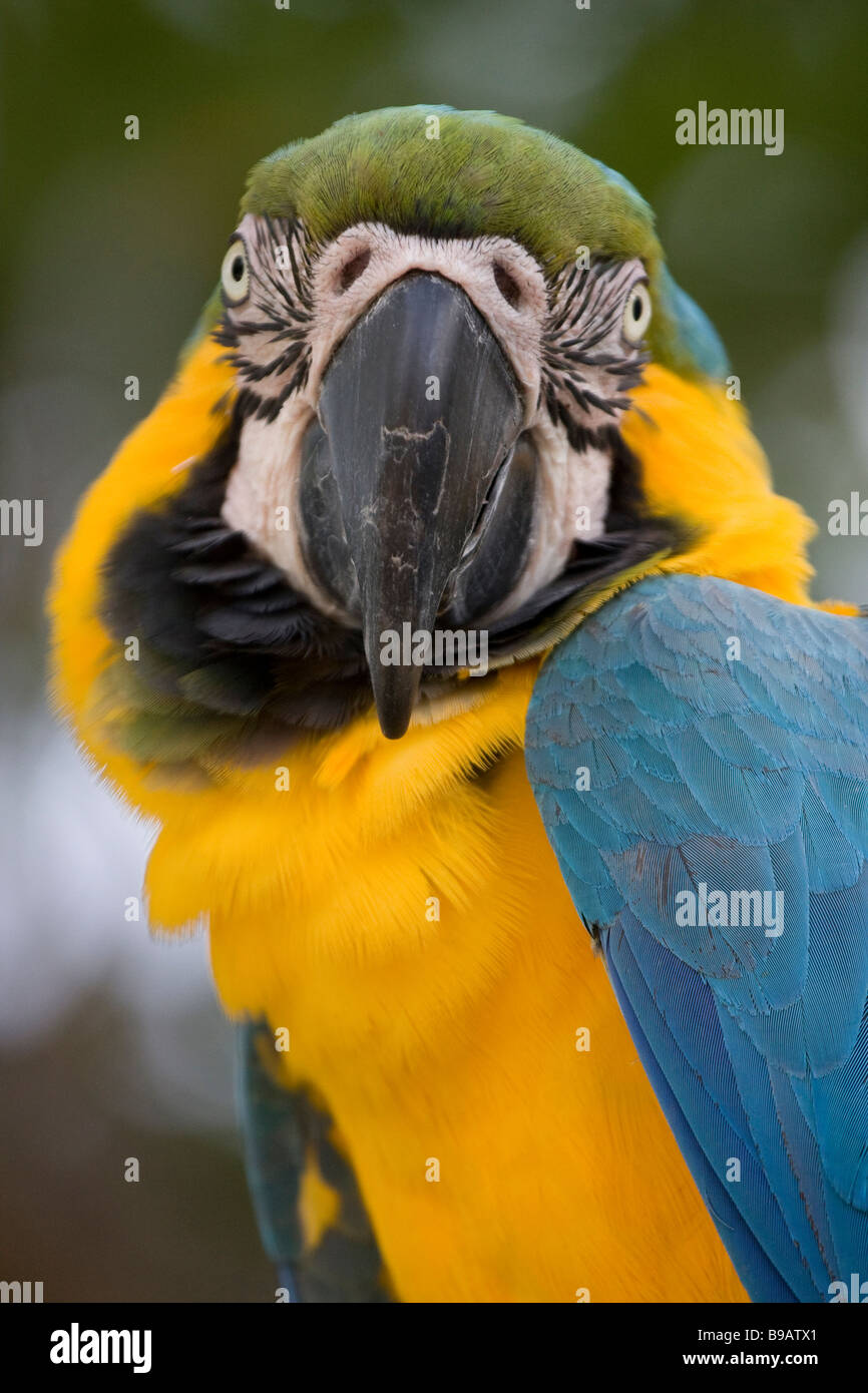 Blue-and-yellow Macaw's face in the Florida's keys, USA Stock Photo - Alamy