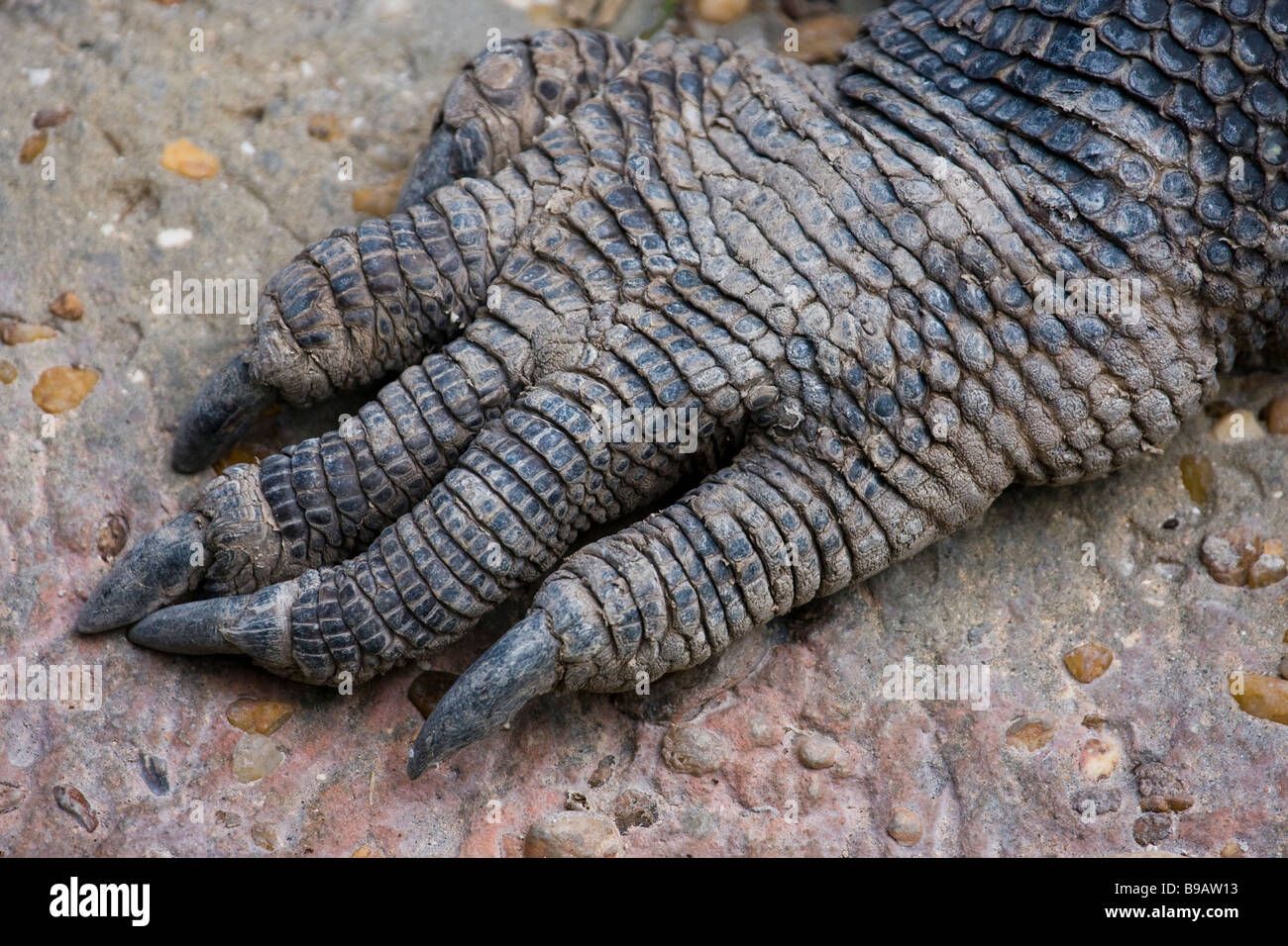 Komodo dragon's paw in the Miami Zoo, Florida, USA Stock Photo - Alamy