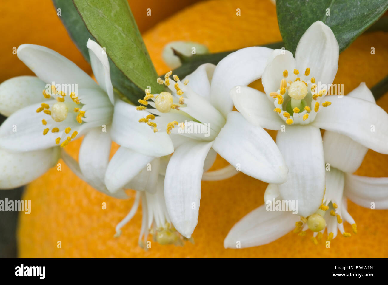 Orange tree flowers hi-res stock photography and images - Alamy