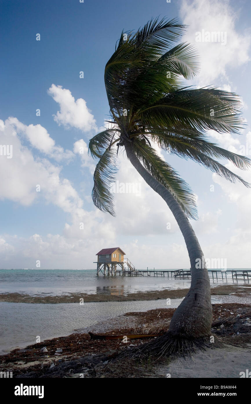 Palm tree blowing in the late afternoon breeze along the shore with a ...