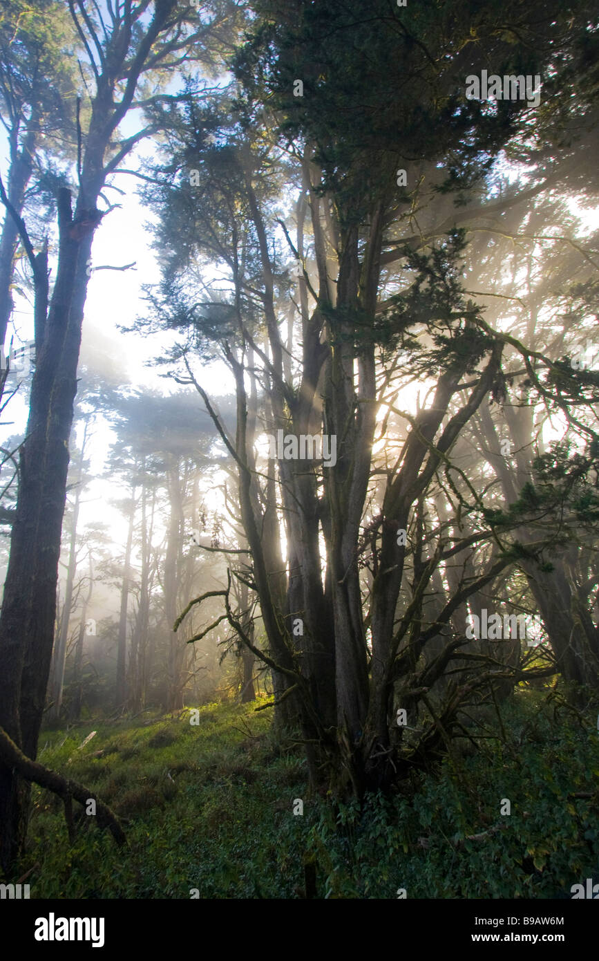 Inside the forest above Half Moon Bay (California) at dawn, in the ...