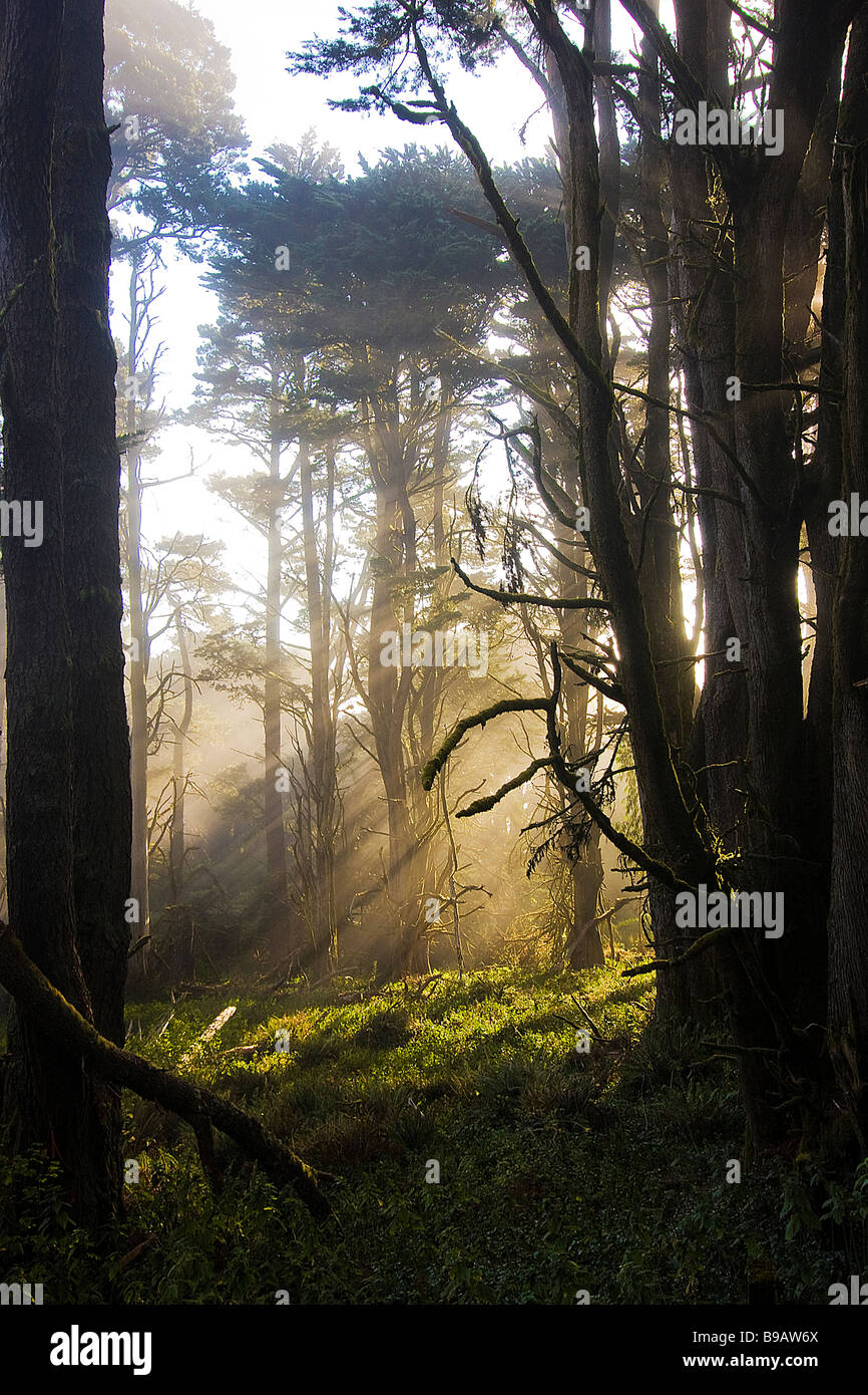 Inside the forest above Half Moon Bay (California) at dawn, in the ...