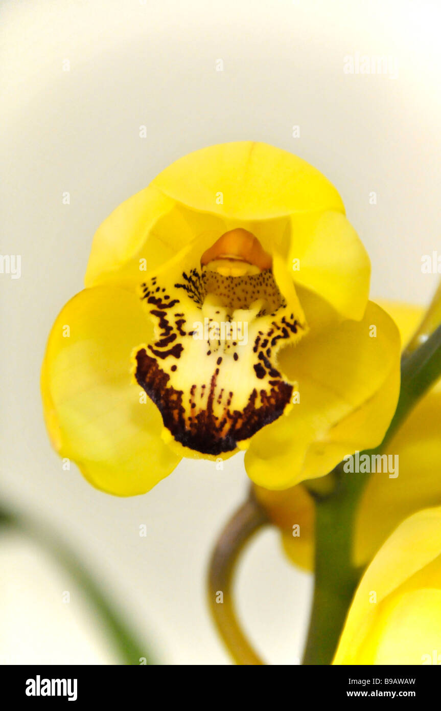 Yellow Orchid Hybrid Flowers on Display at Florida State Fairgrounds ...