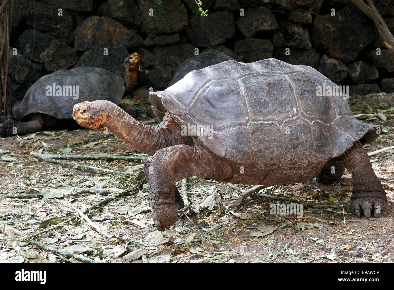 Giant Tortoise Charles Darwin Research station Galapagos Ecuador Stock ...