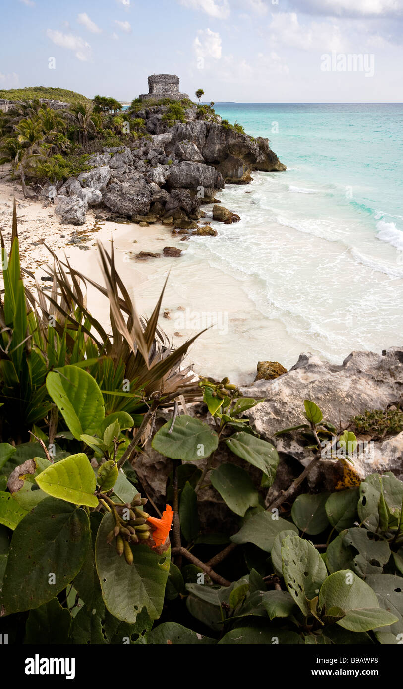 Desert flower and the Wind Temple at Tulum. The wind temple in the ...